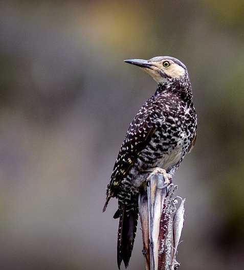CARPINTERO PITÍO | Colaptes pitius - AIRE PATAGONIA